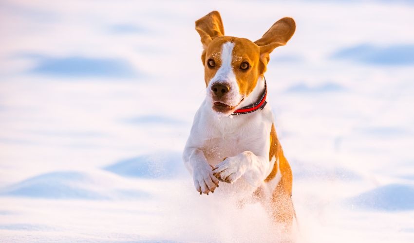 Heart Health Awareness for Pets: Tips for Keeping Your Pet's Heart Hea ...