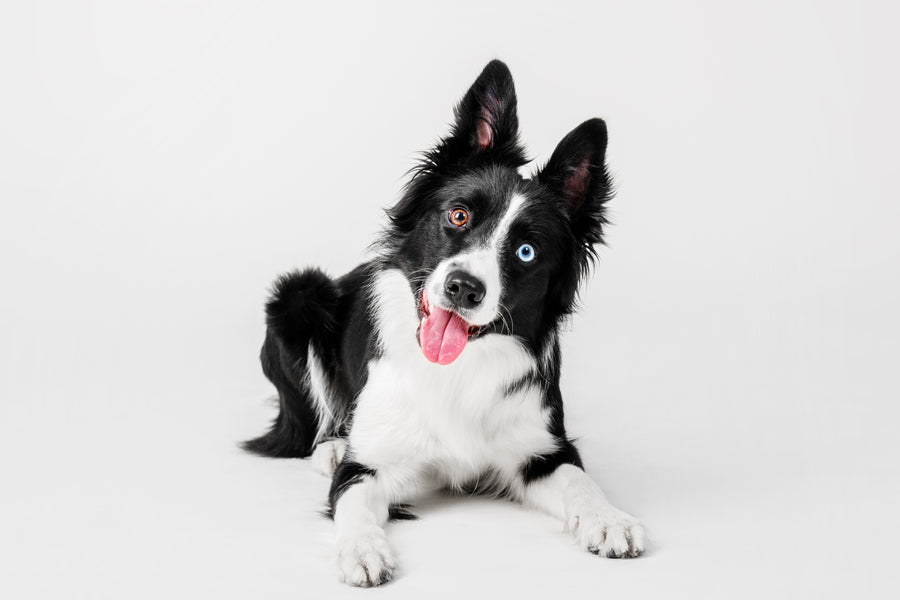 Solution Based Foods – Page 4 – Firehouse Pet Shop