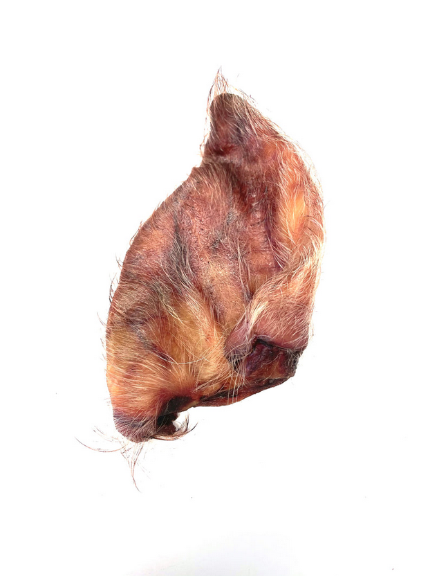 Momentum Pig Ear Hairy - Wenatchee, WA - Puyallup, WA - Firehouse Pet Shop